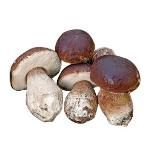 Porcino - driedmushrooms.eu